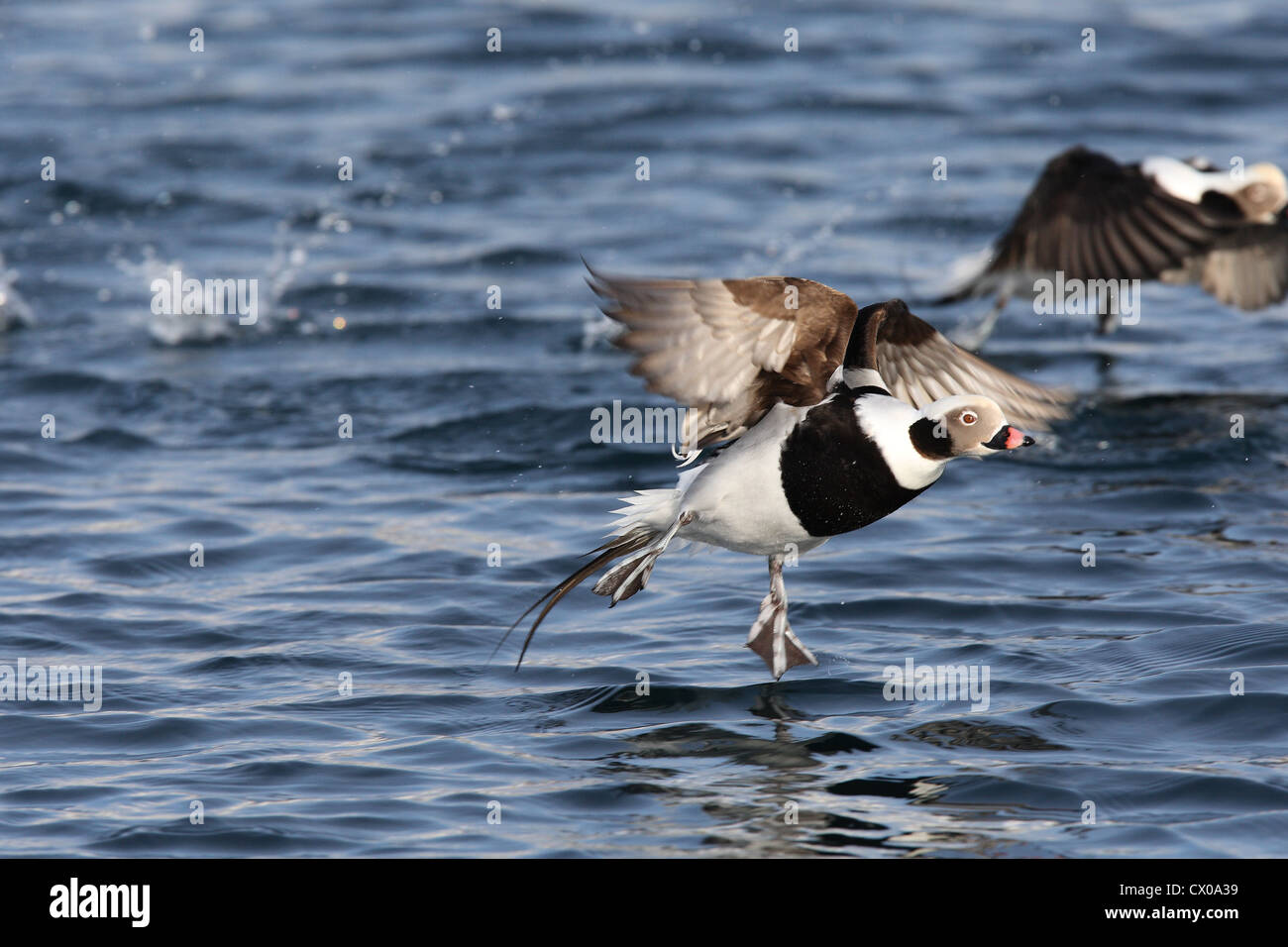 Male long tailed duck running on water hi-res stock photography and ...