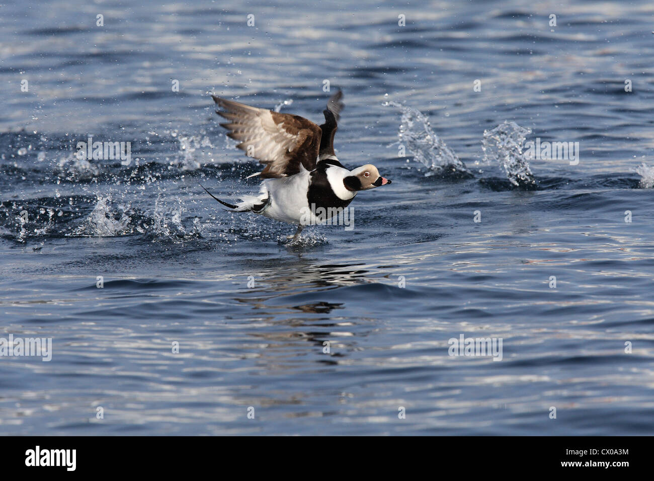 Male long tailed duck running on water hi-res stock photography and ...