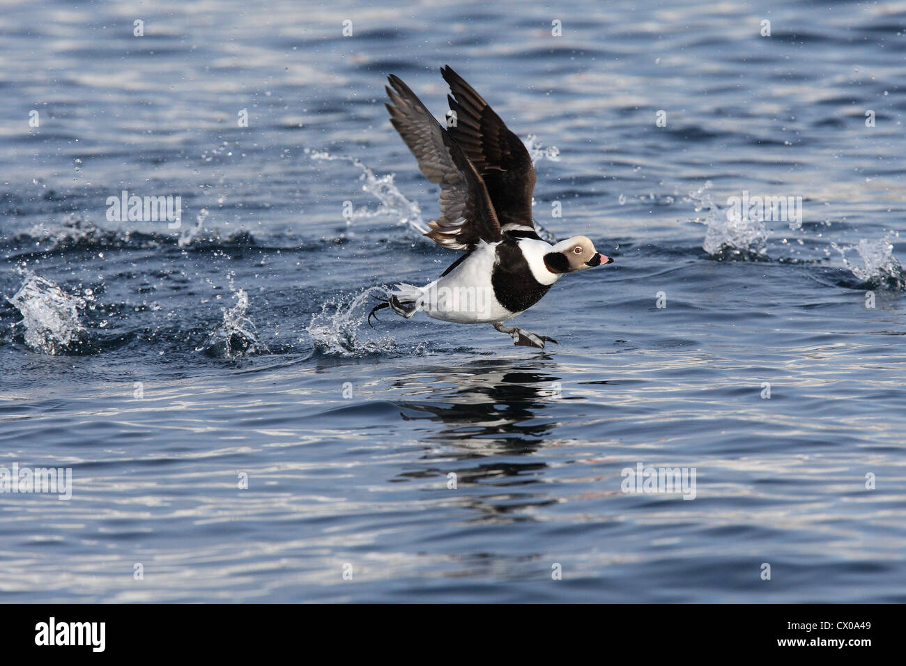 Male long tailed duck running on water hi-res stock photography and ...