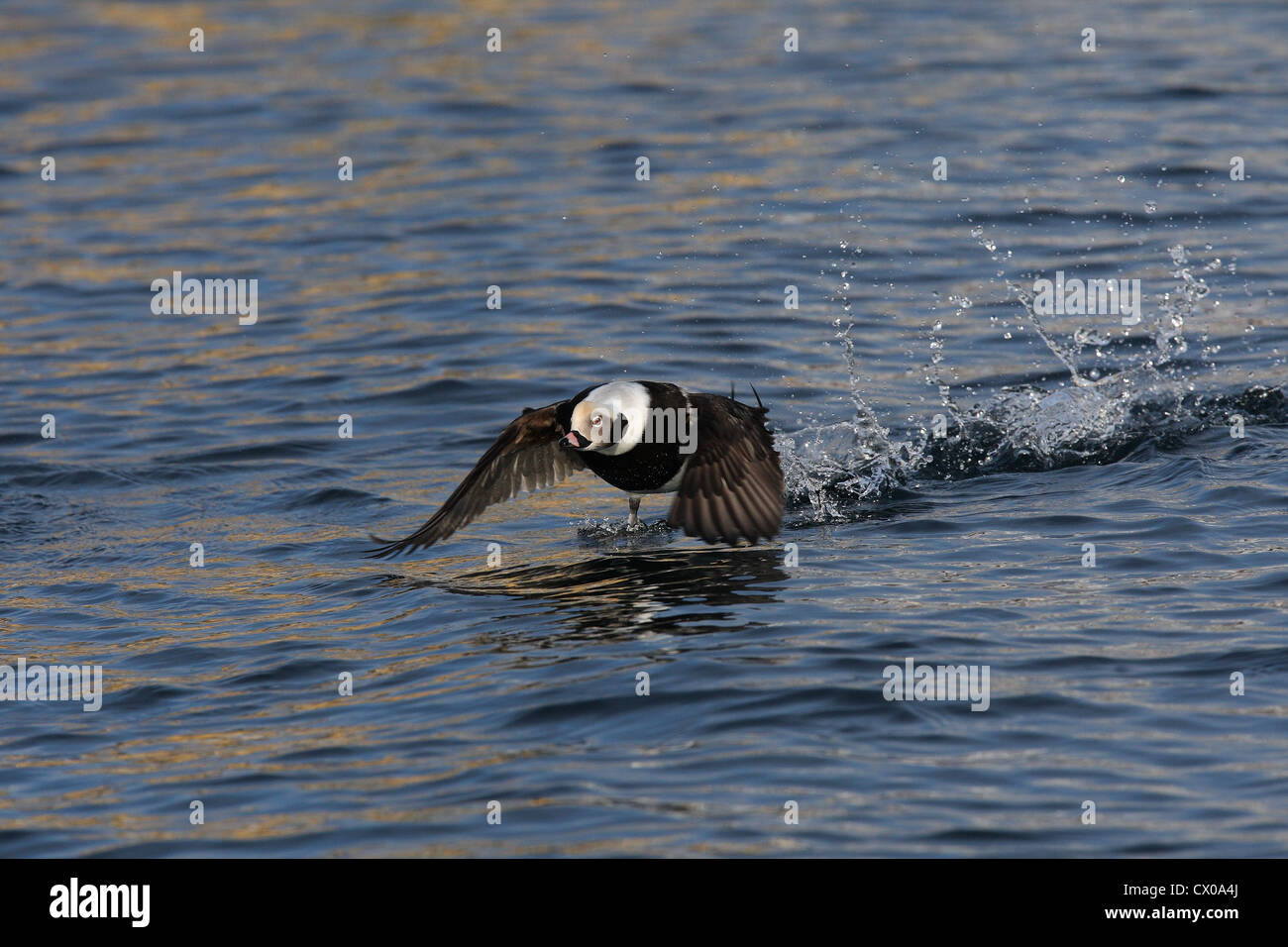 Male long tailed duck running on water hi-res stock photography and ...