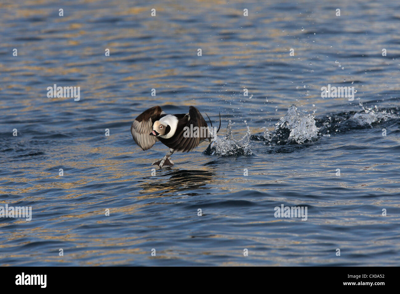 Male long tailed duck running on water hi-res stock photography and ...