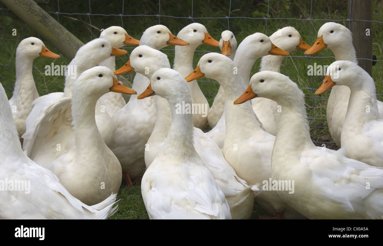 a flock of Aylesbury Ducks on Buckinghamshire small holding Stock Photo ...