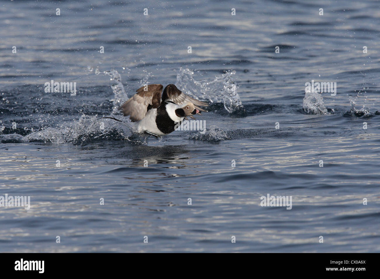 Male long tailed duck running on water hi-res stock photography and ...