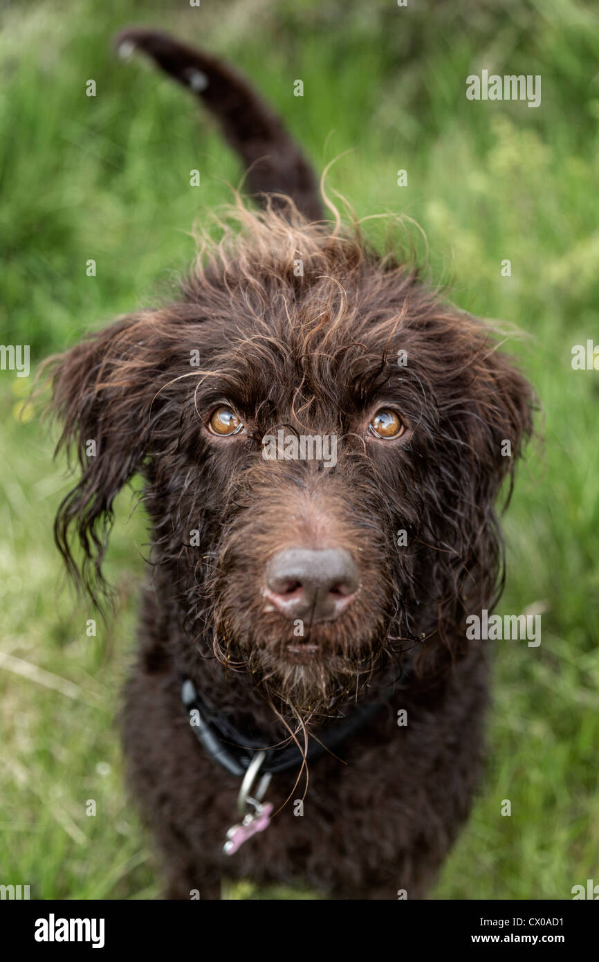 Close-up of a labradoodle dog looking up Stock Photo - Alamy