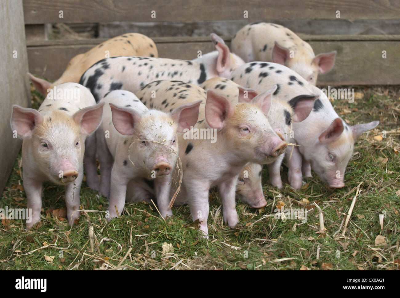 A litter of free range Gloucester Old-spot rare breed Piglets Stock ...