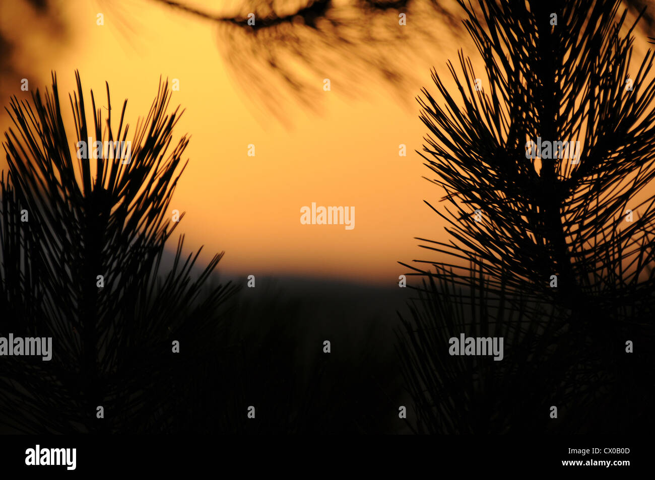 Sunset view through the pine trees Stock Photo - Alamy