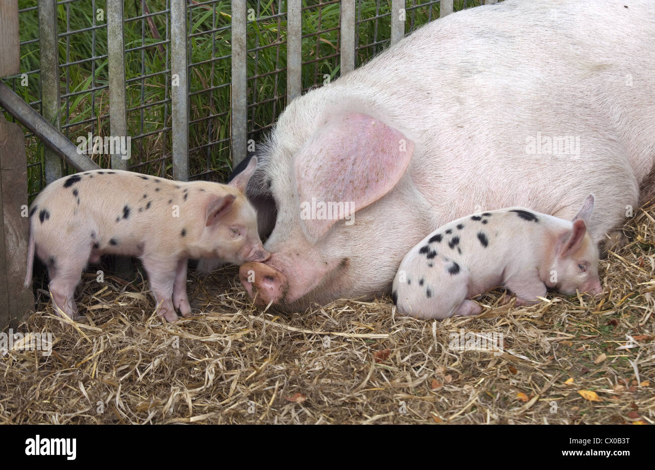 Pig rear hi-res stock photography and images - Alamy