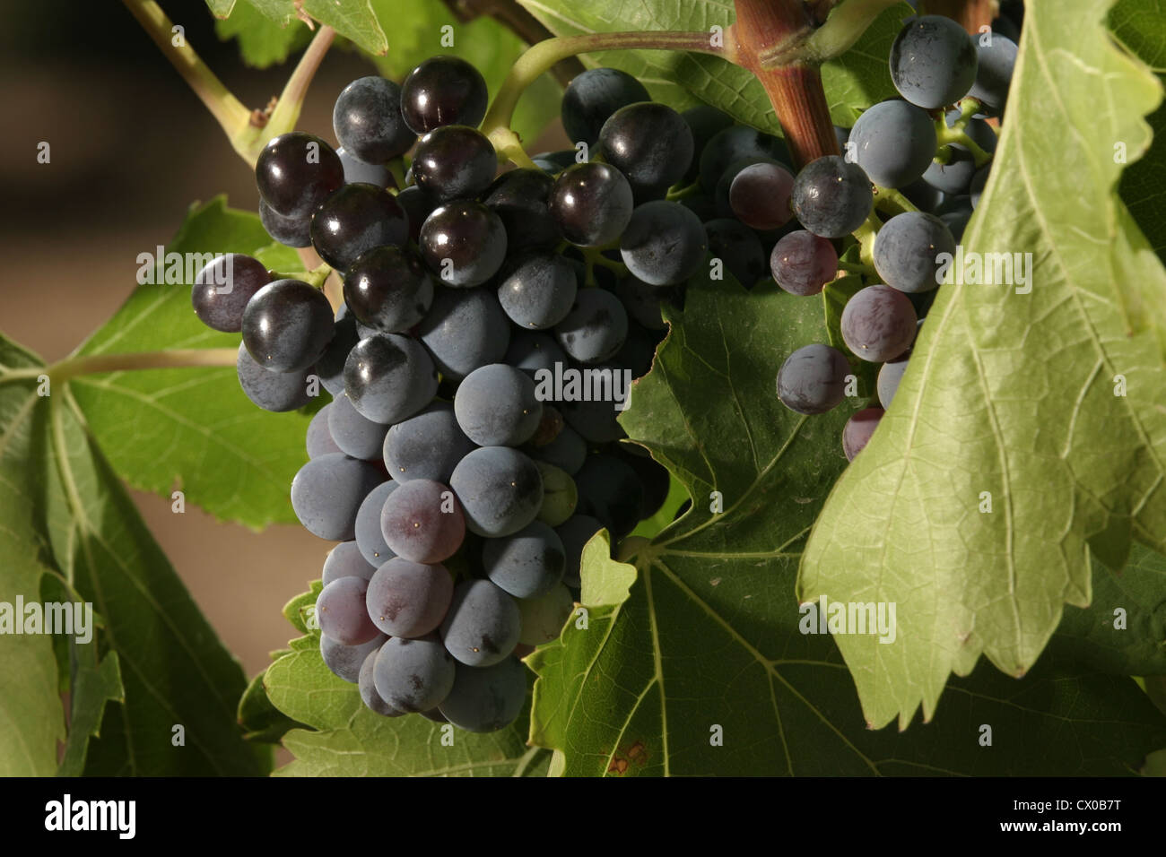 Clone hi-res stock photography and images - Alamy