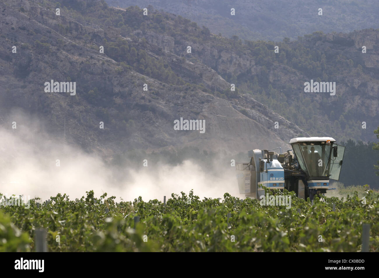 Macabeu macabeo hi-res stock photography and images - Alamy