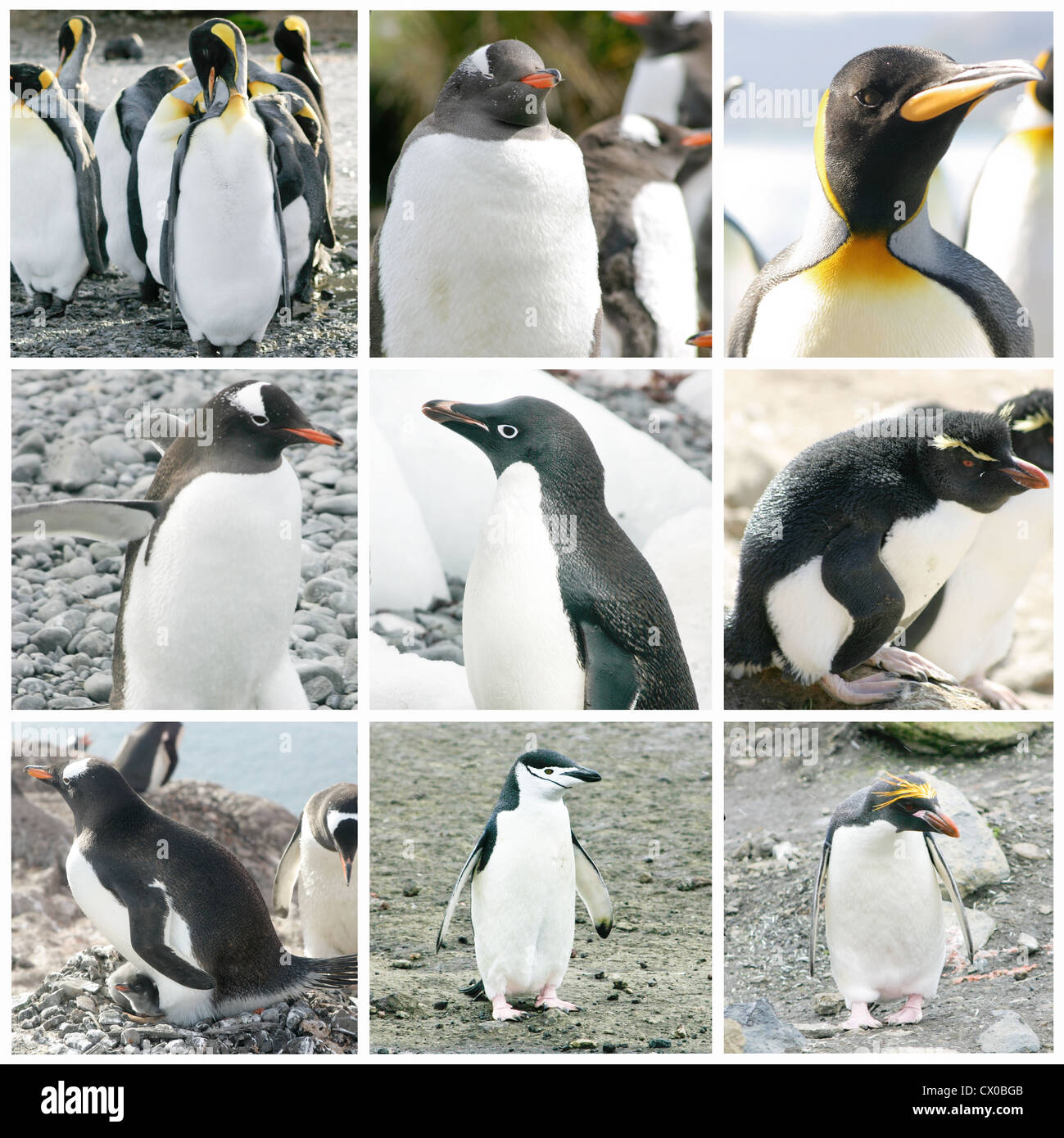 Collage with different penguin species from Antarctica, South Georgia ...