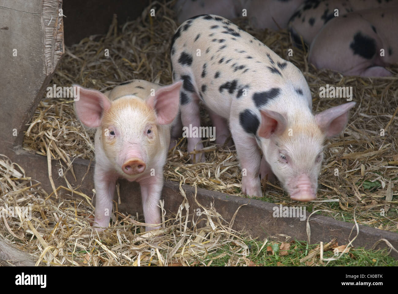Domestic Pig Gloucester Old Spots High Resolution Stock Photography and ...
