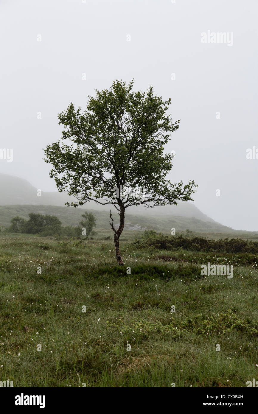 Alone fog one single hi-res stock photography and images - Alamy