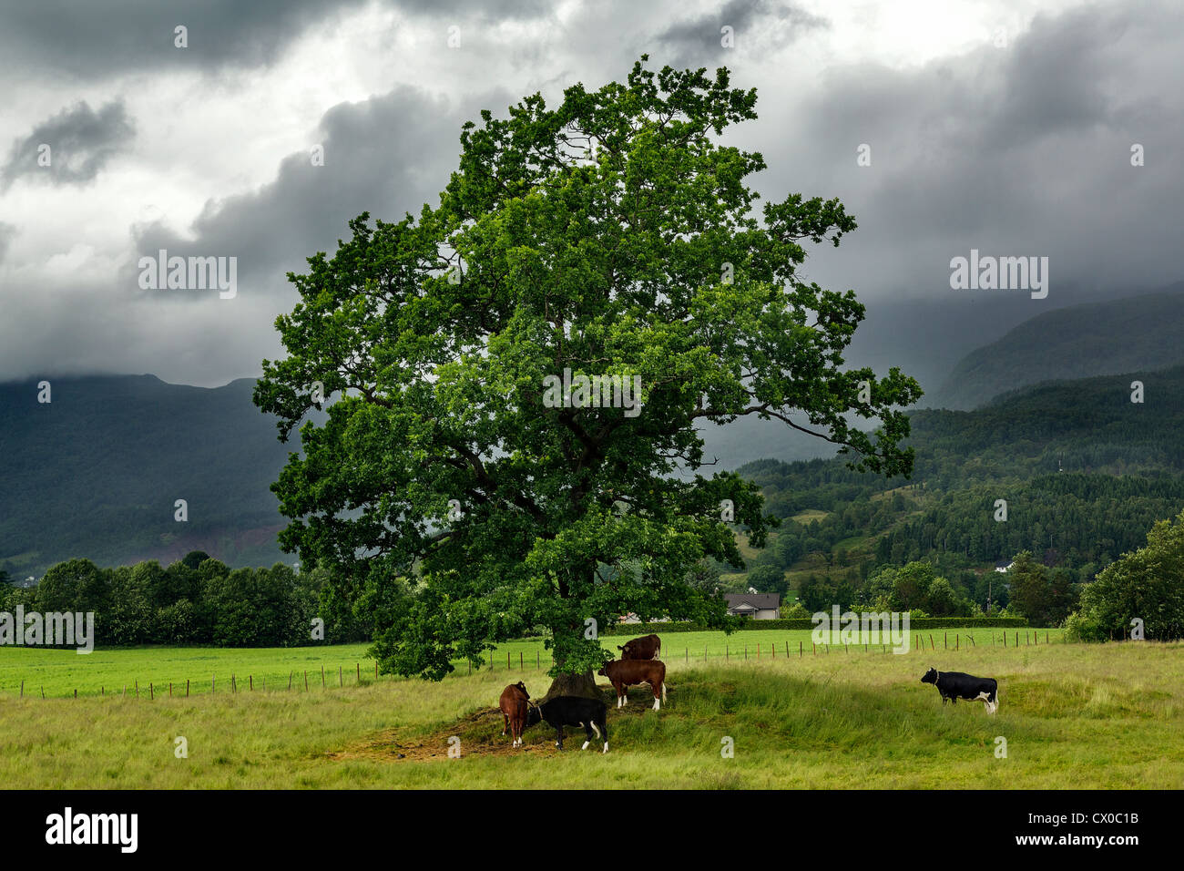Cows on a field in the country side of western Norway seeking shelter ...