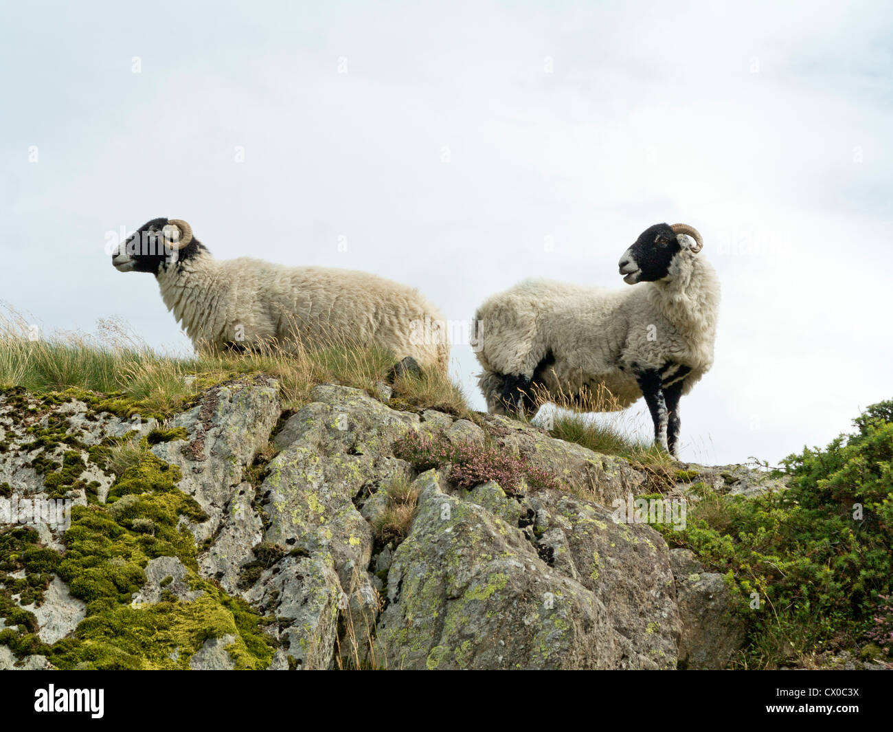 Black face sheep hi-res stock photography and images - Alamy
