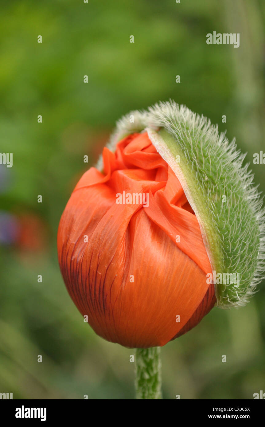 Poppy about to open, red, petal, pod Stock Photo - Alamy