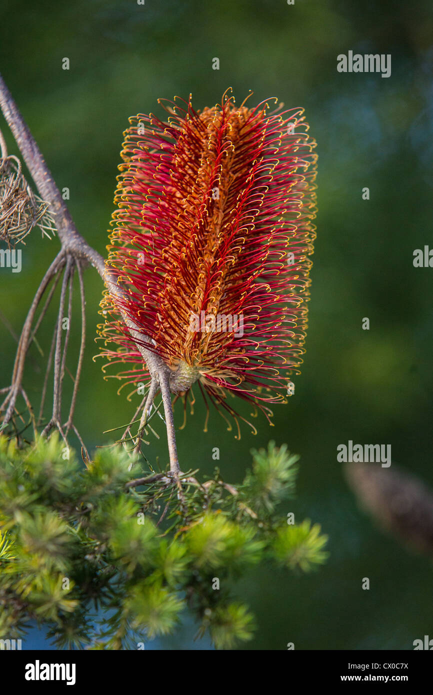Banksia flower hi-res stock photography and images - Alamy