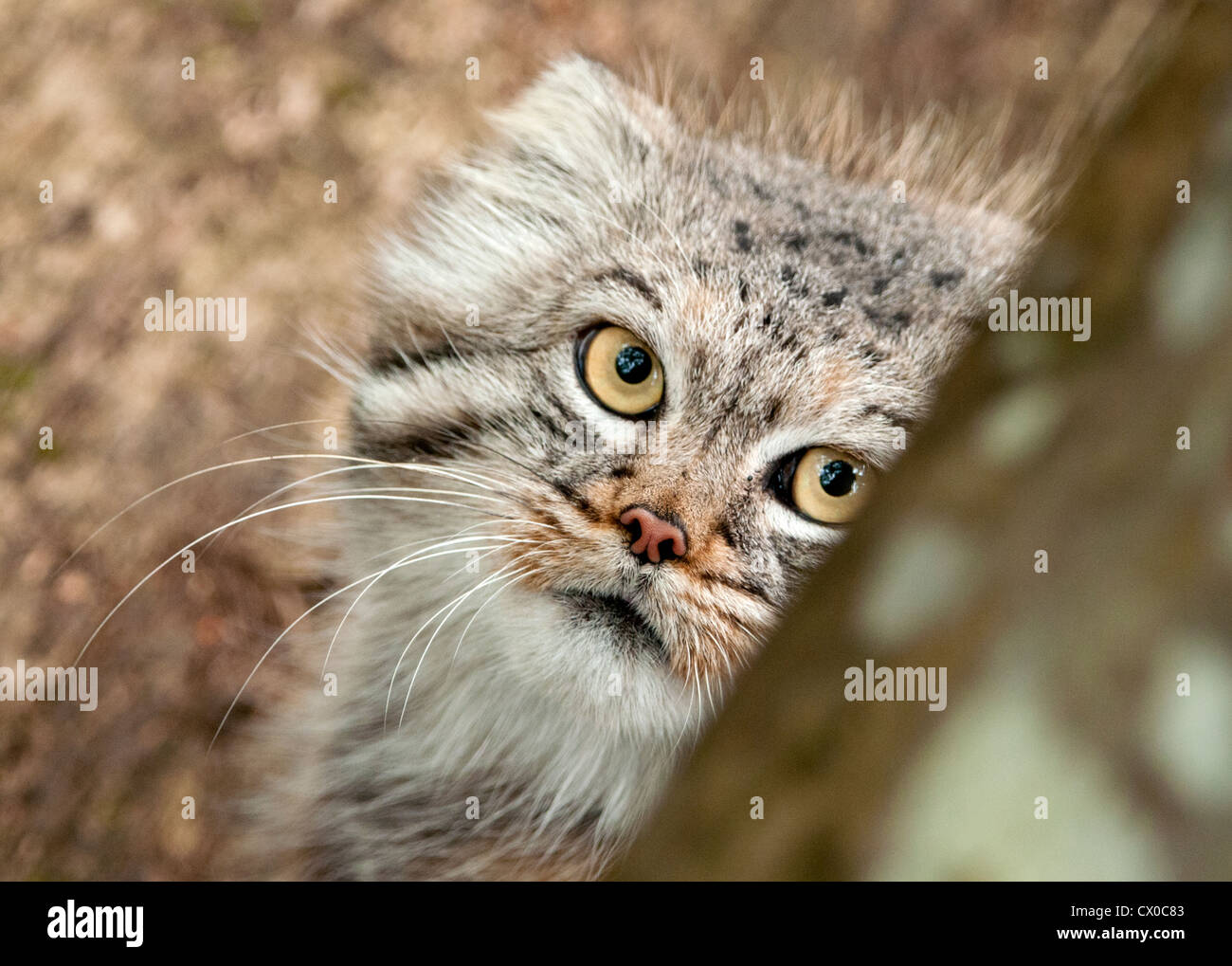 Cat peering hi-res stock photography and images - Alamy