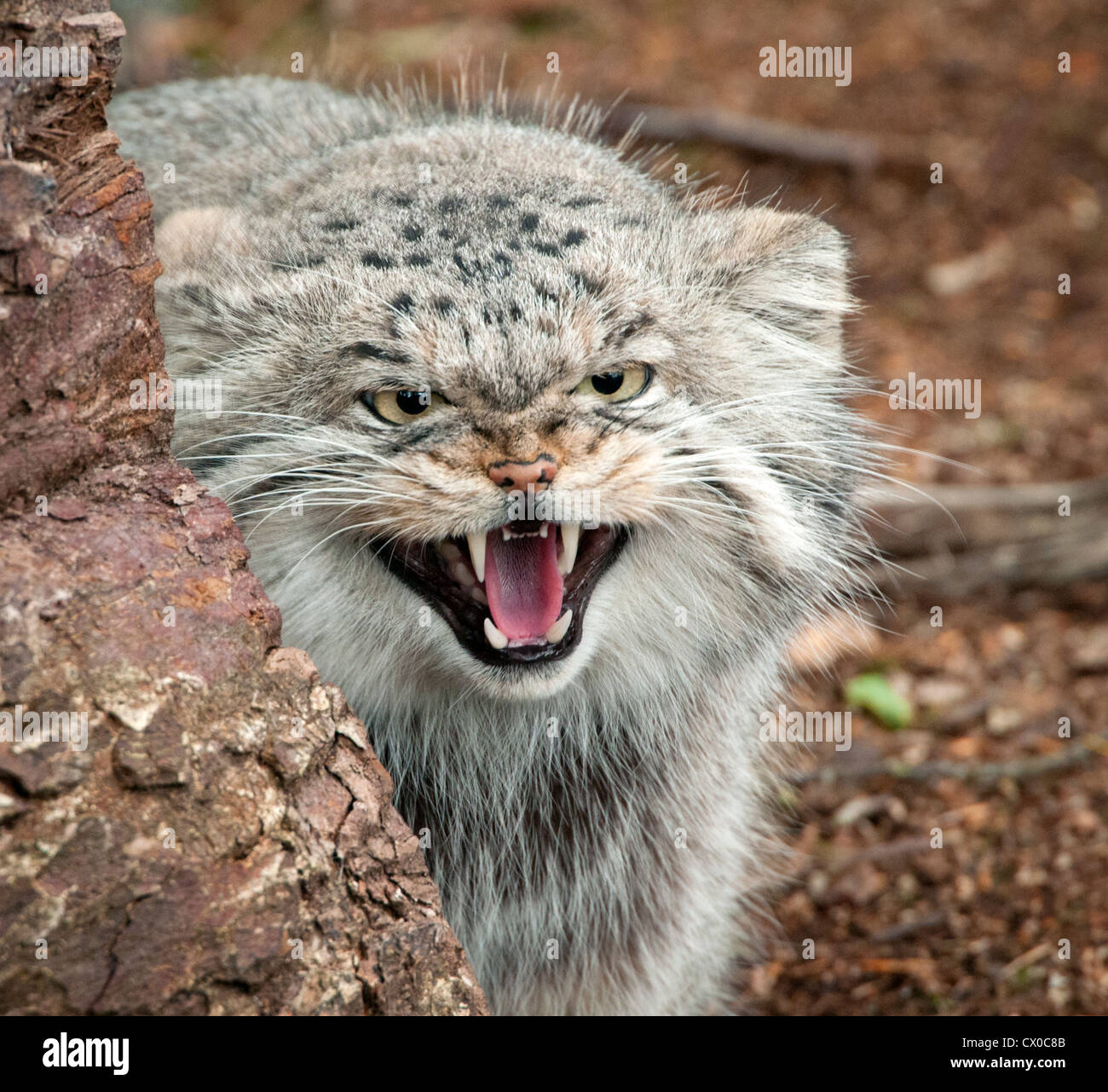 Pallas cat snarling Stock Photo - Alamy