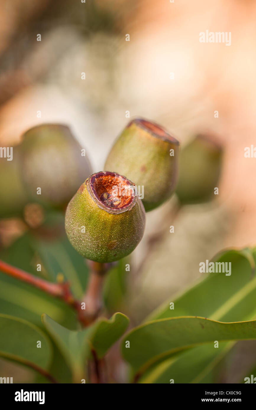 Gum Nuts Stock Photos & Gum Nuts Stock Images - Alamy