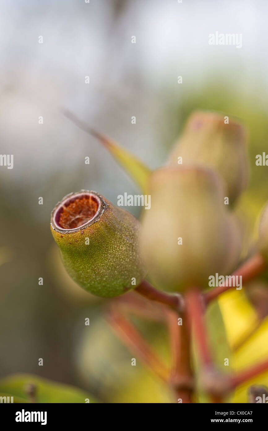 Gum Nuts with Blurred Background Stock Photo - Alamy