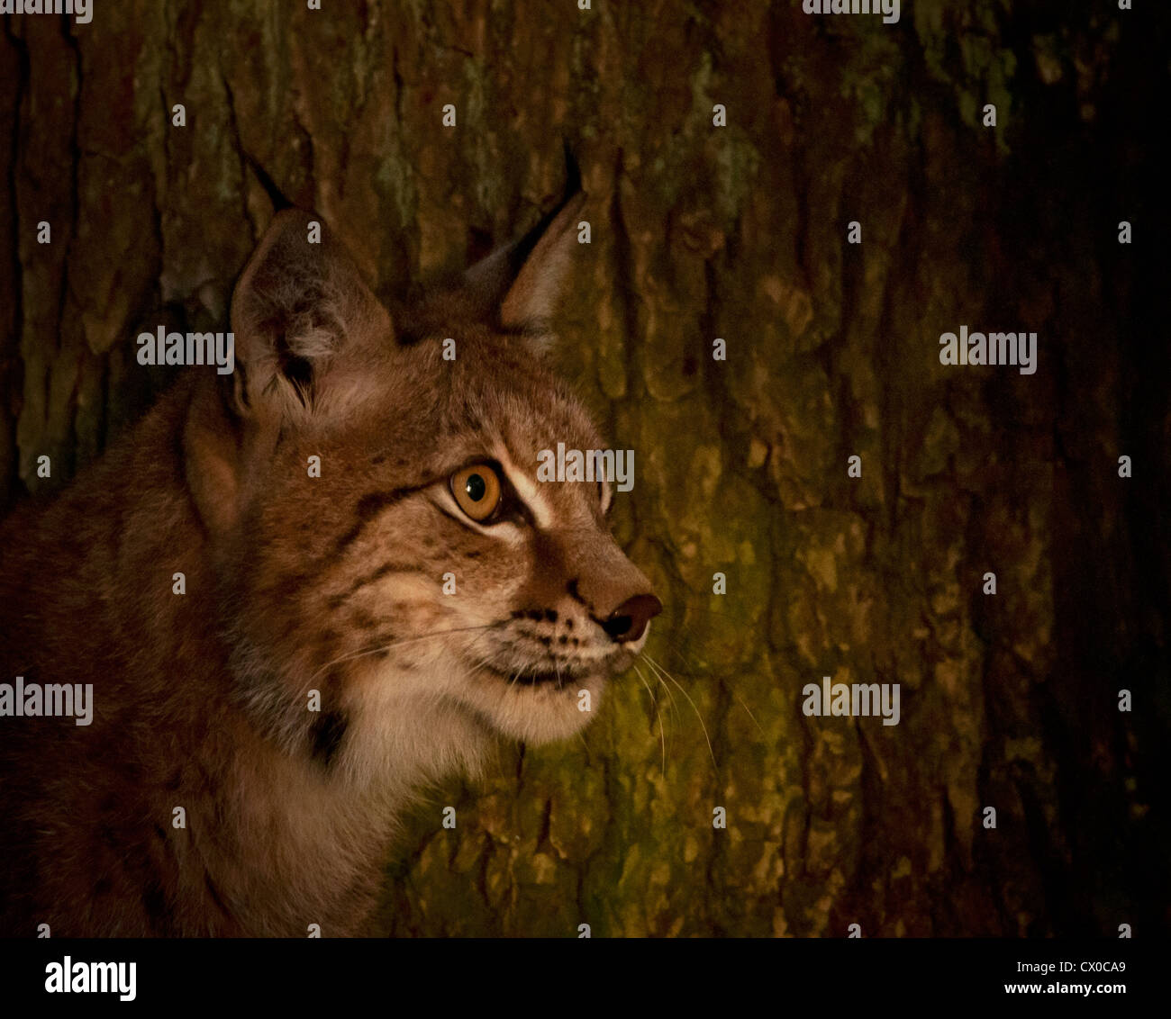 Profile of a lynx hi-res stock photography and images - Alamy