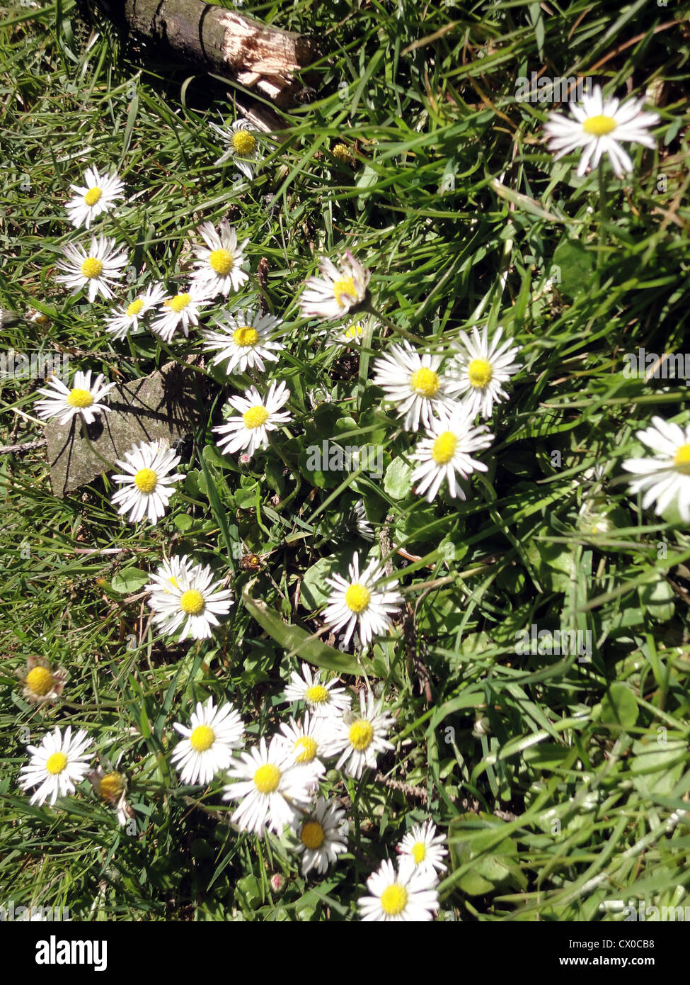 Field of daisys hi-res stock photography and images - Alamy