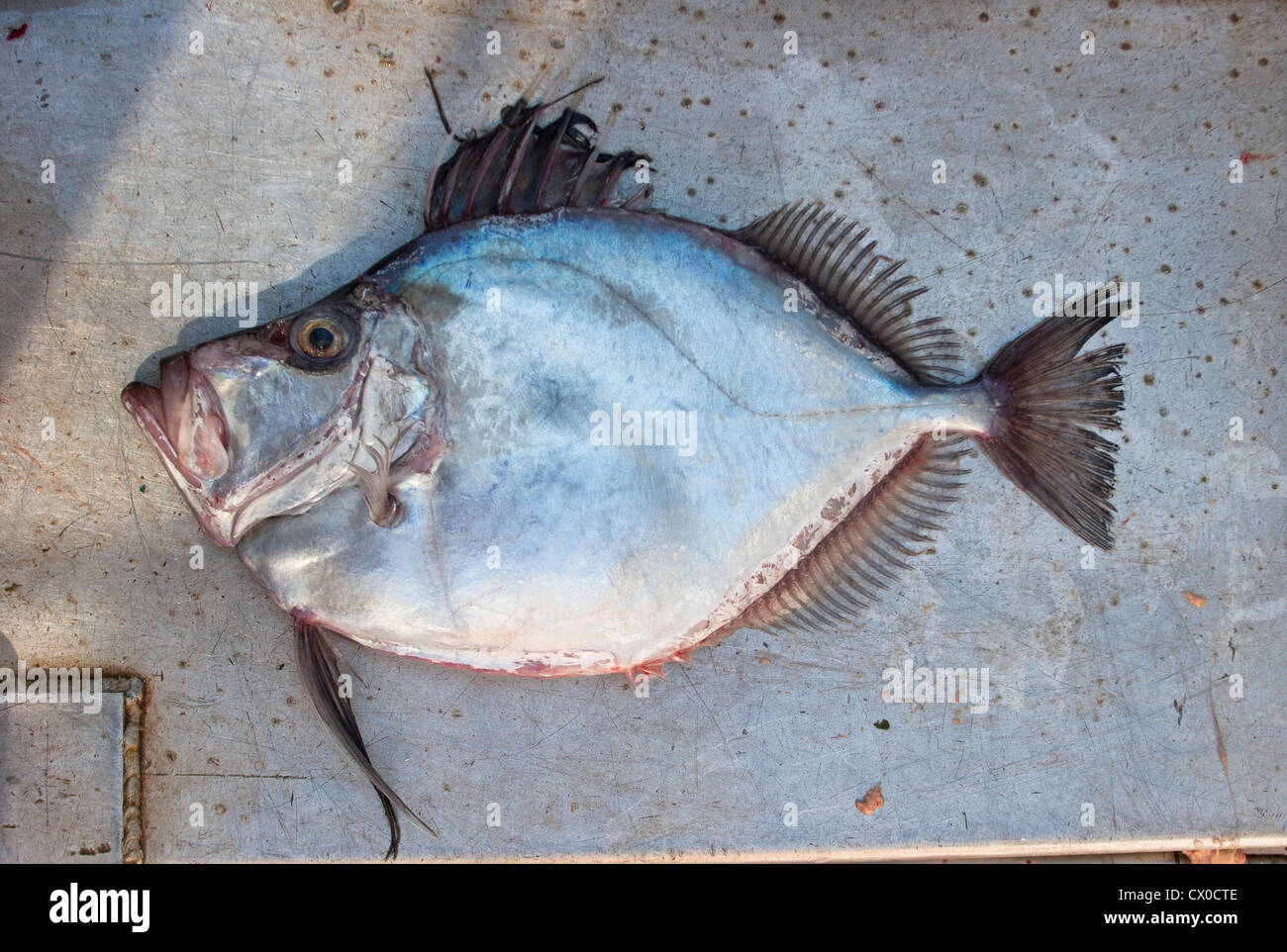 Mirror Dory: (Zenopsis nebulosa Stock Photo - Alamy