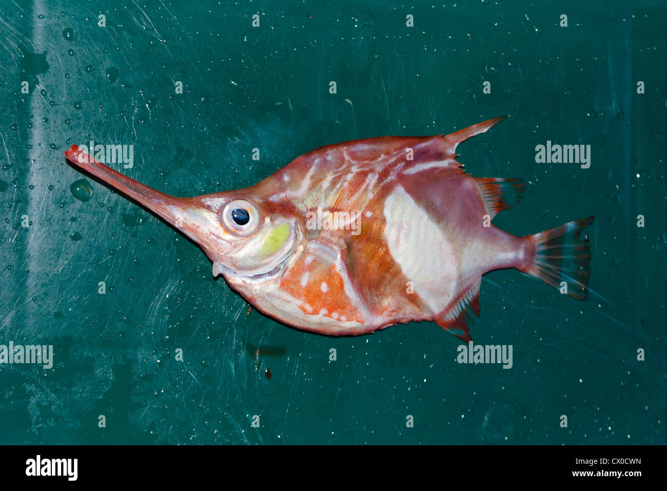 Discarded bycatch hi-res stock photography and images - Alamy