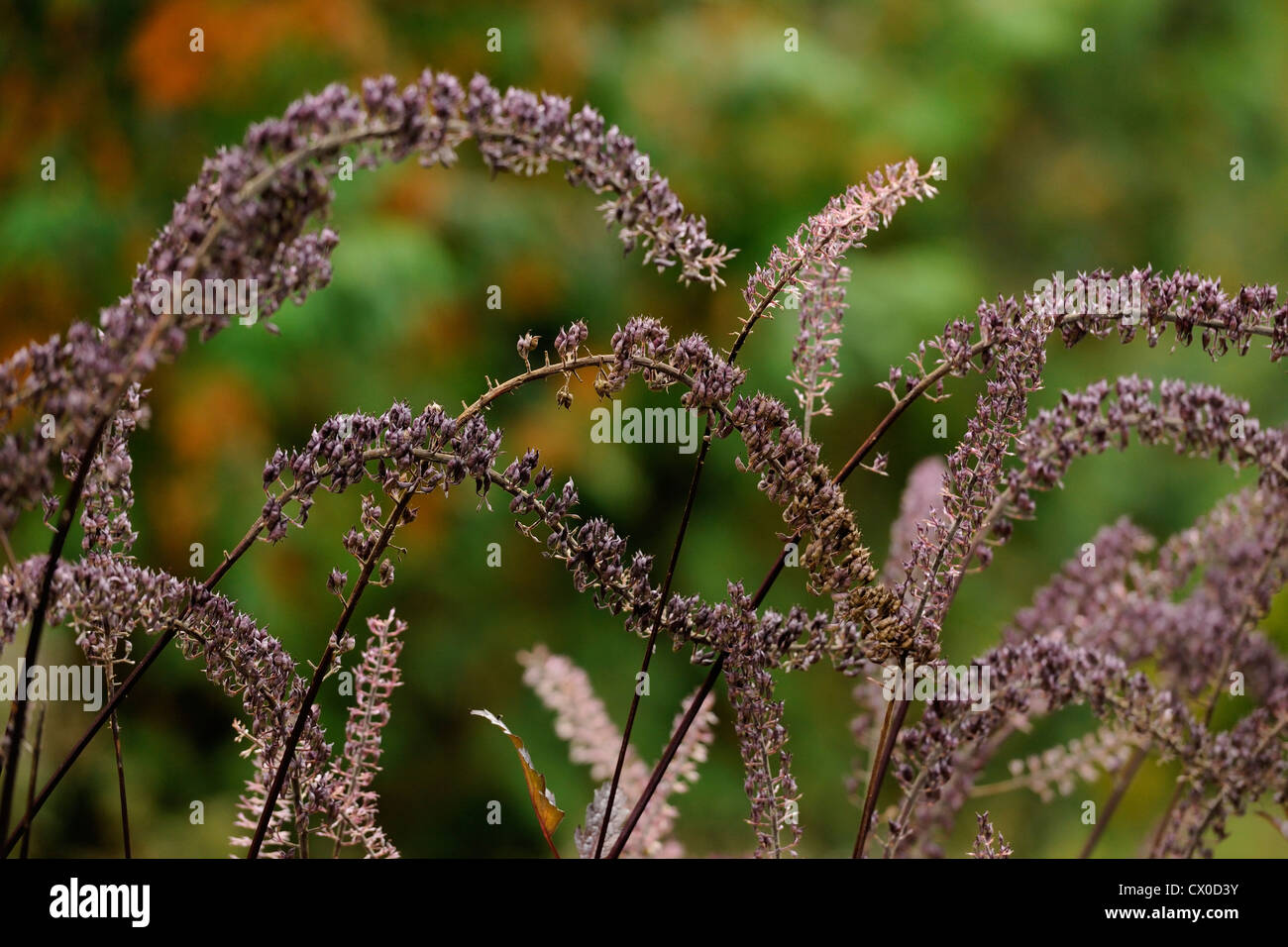 Bugbane hi-res stock photography and images - Alamy