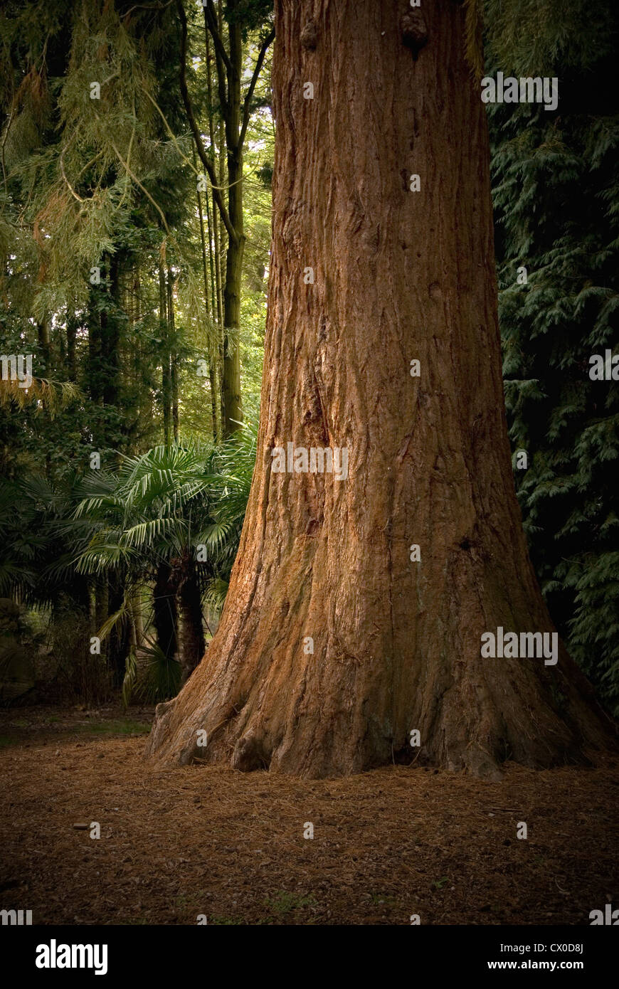 Magical forest light hi-res stock photography and images - Alamy