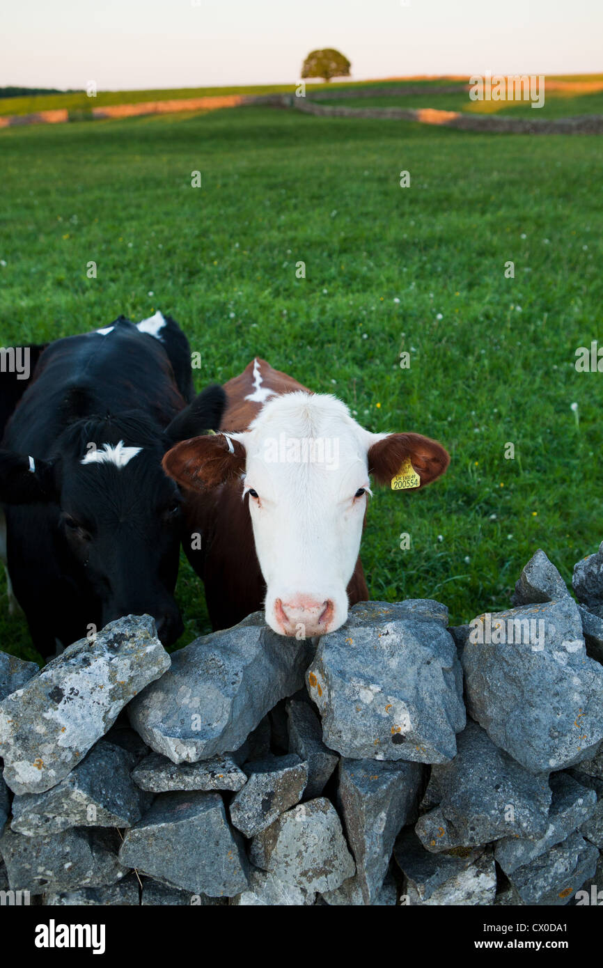 Farm animals in the peak district hi-res stock photography and images ...