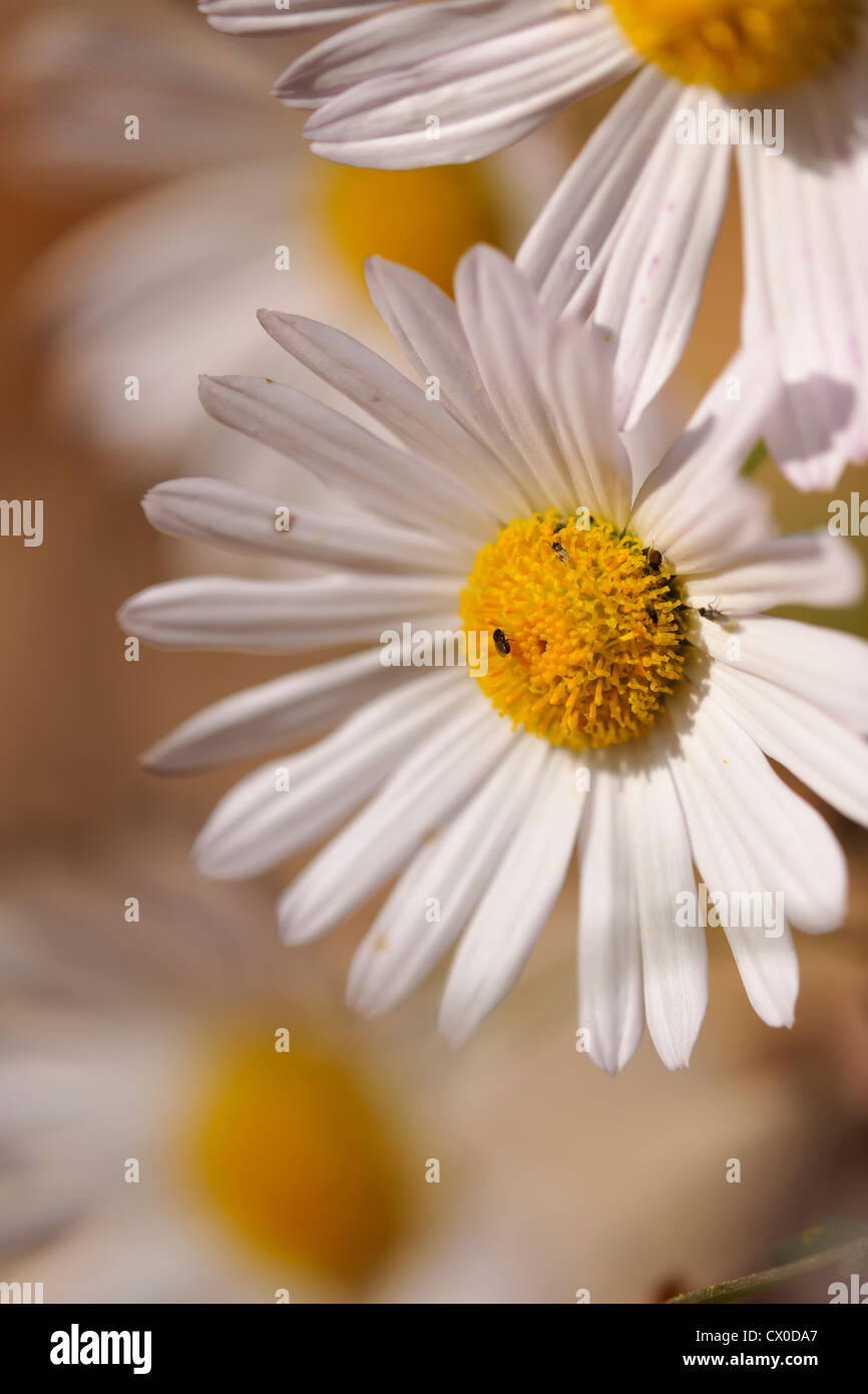 Foraging insects hi-res stock photography and images - Alamy