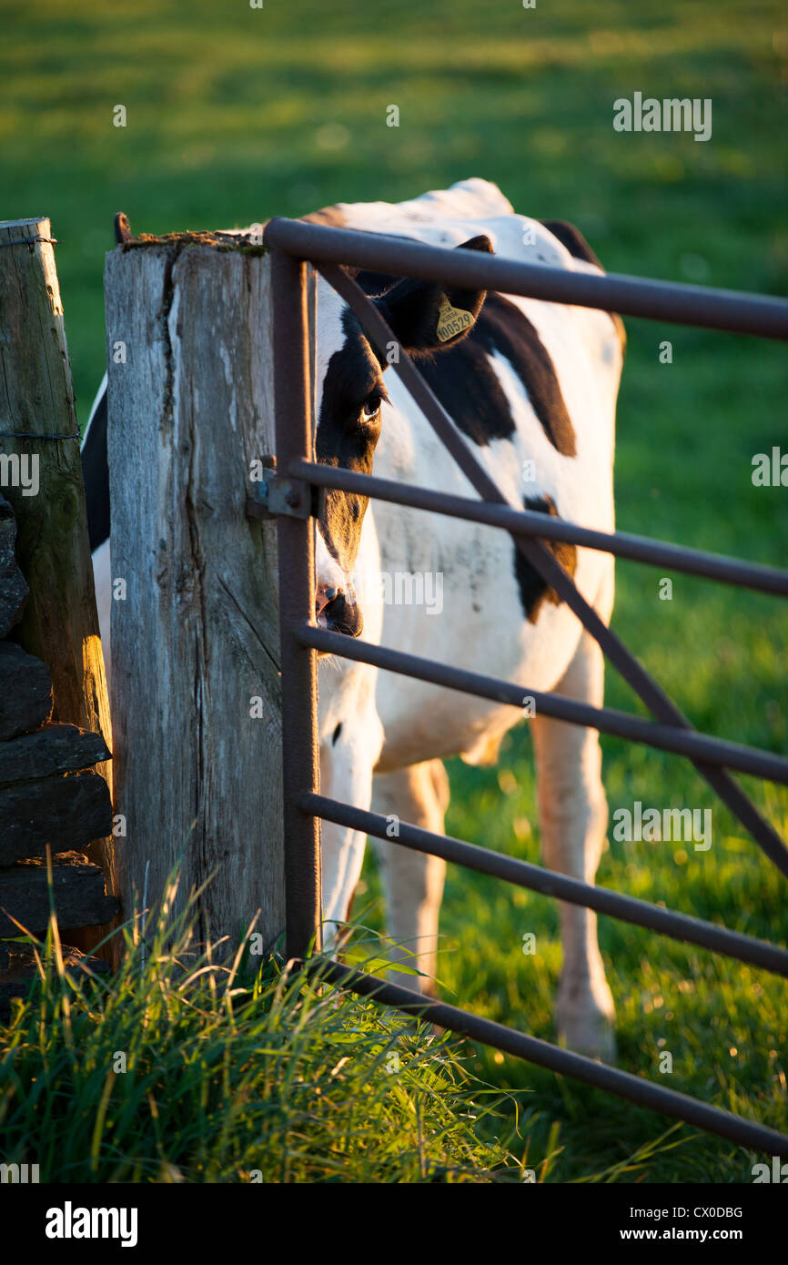Peak district cow hi-res stock photography and images - Alamy