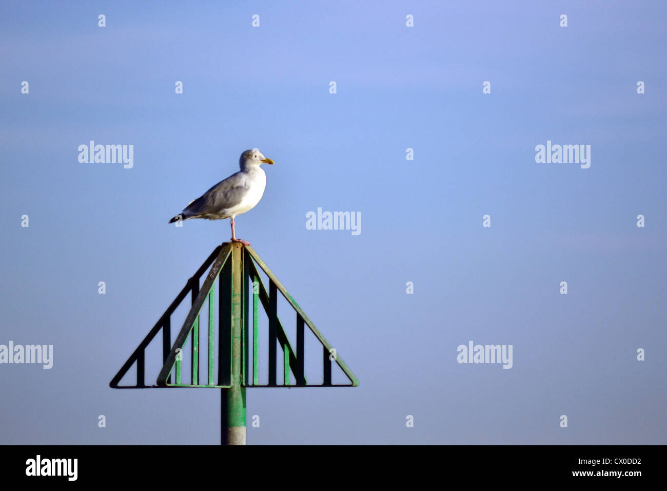 A Seagull Looking out into the distance Stock Photo - Alamy