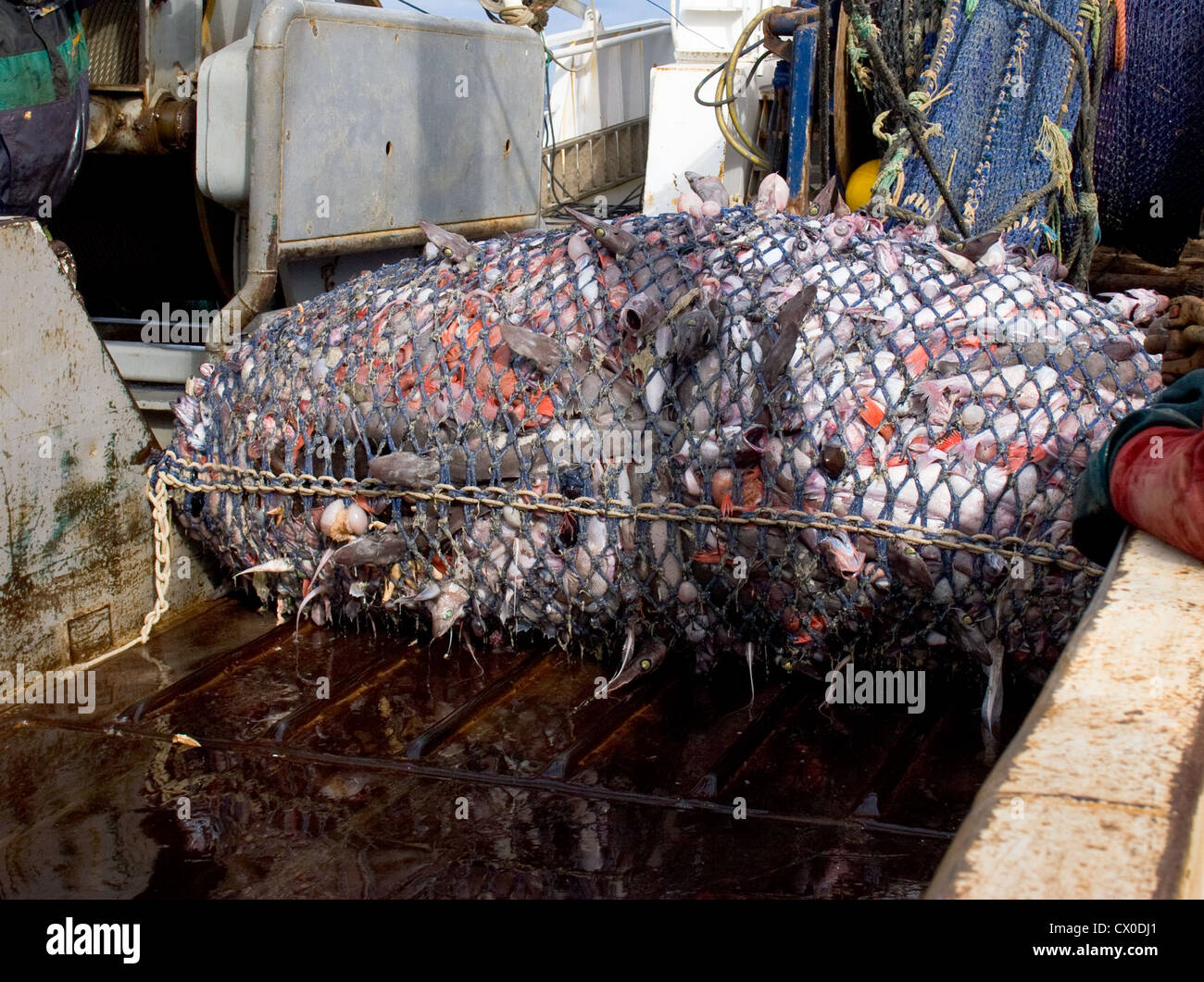Haul from trawl net on a commercial fishing trawler Stock Photo - Alamy