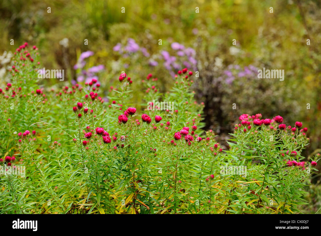 Naturalized plant hi-res stock photography and images - Alamy
