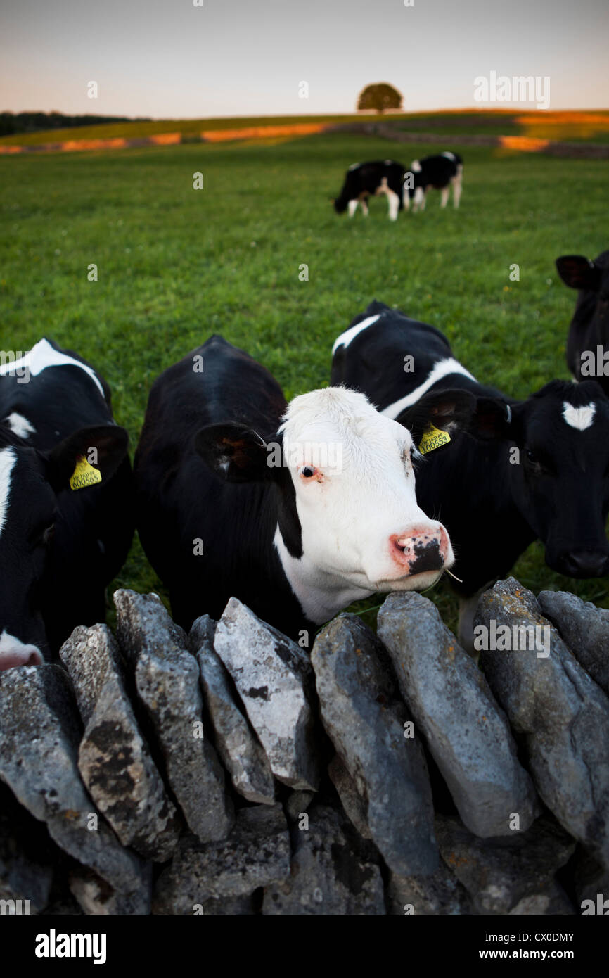 Farm animal peak district hi-res stock photography and images - Alamy