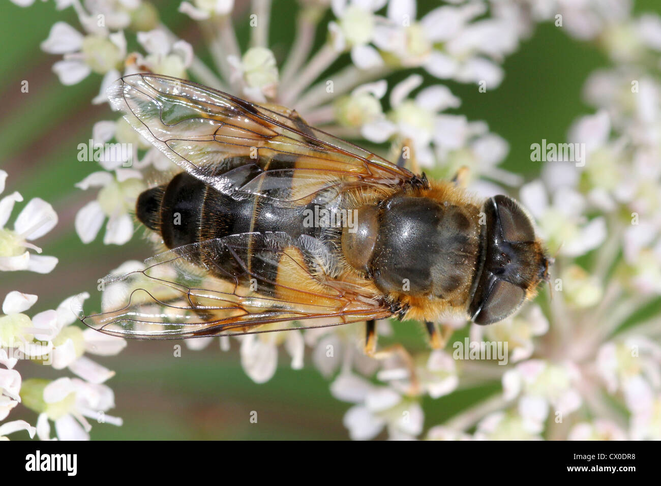 Species Of Dronefly High Resolution Stock Photography and Images - Alamy