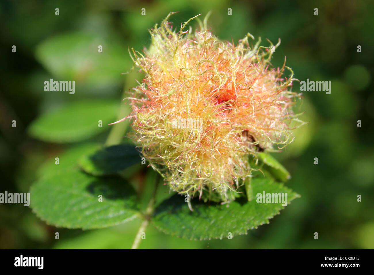 Bedeguar a.k.a. Robin’s Pincushion Gall on Dog Rose Rosa canina caused ...