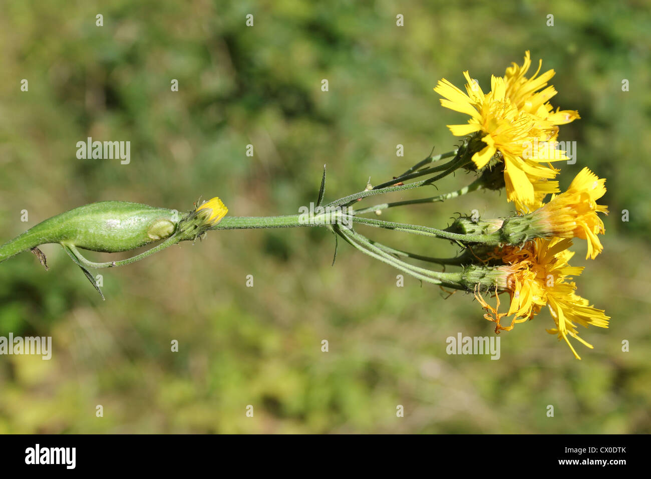 Stem Gall on Narrow-leaved a.k.a. Leafy Hawkweed Hieracium umbellatum ...