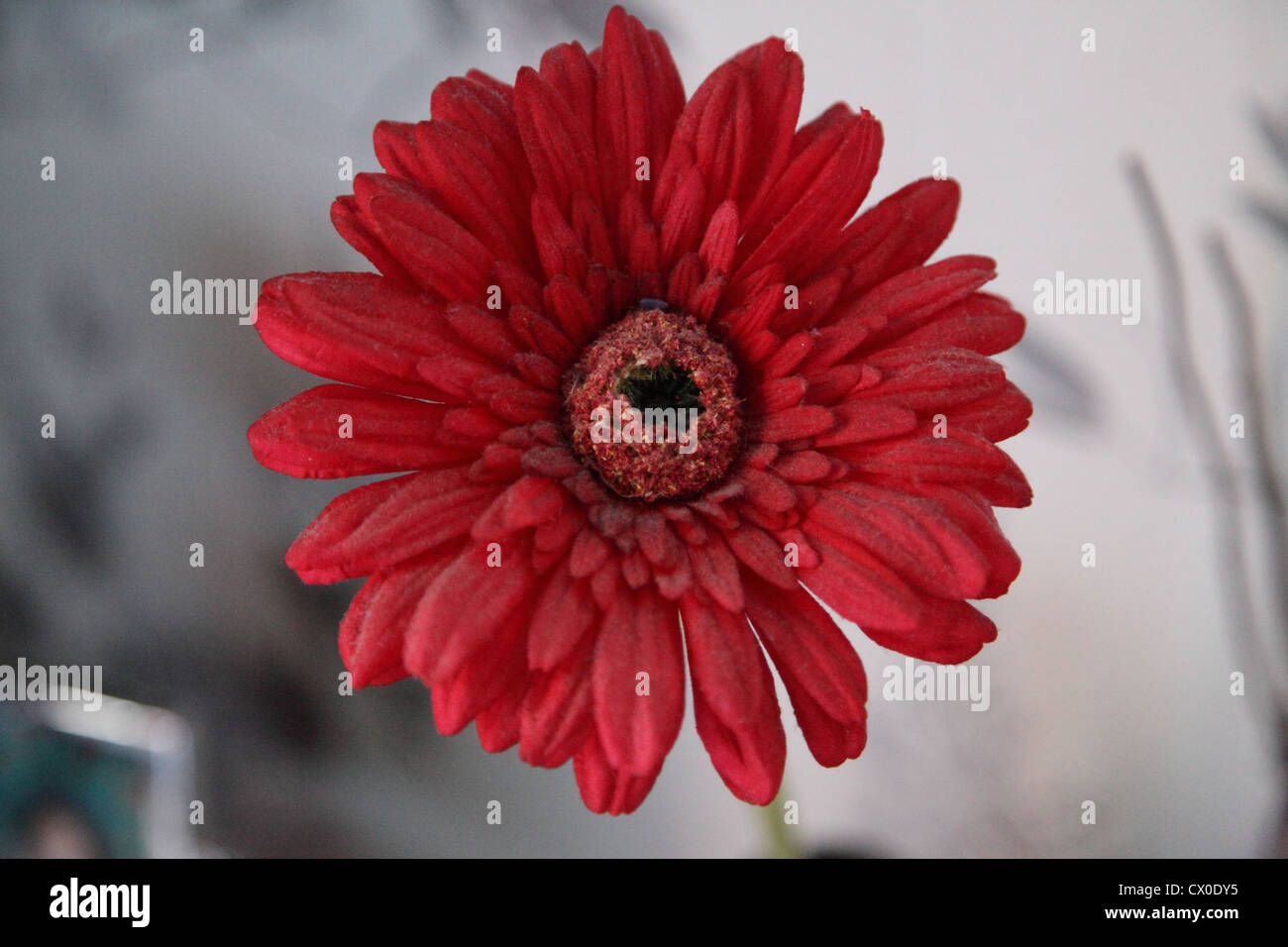 Dusty flower hi-res stock photography and images - Alamy
