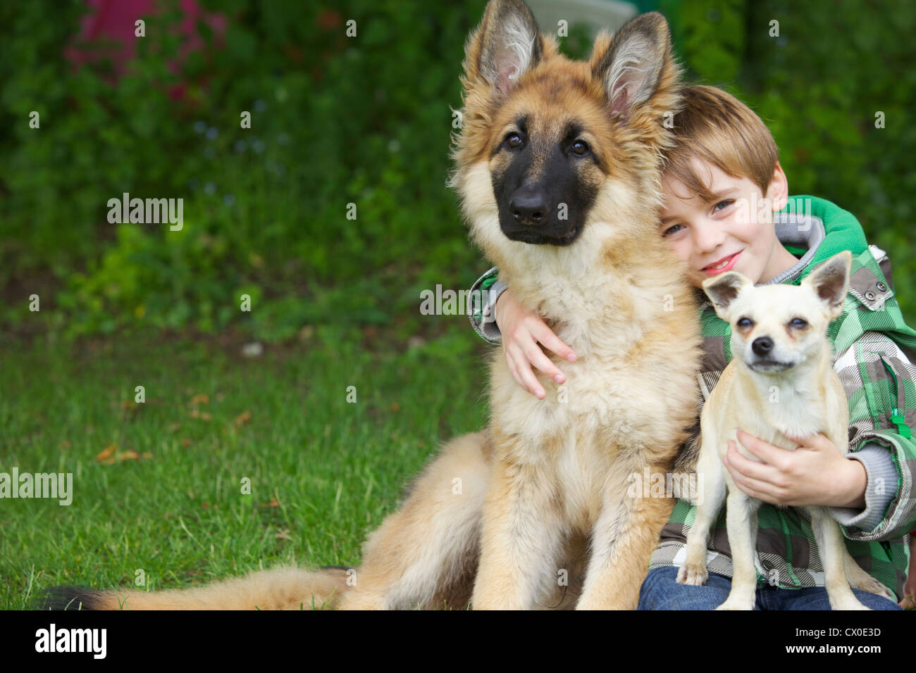 Boy german shepherd dog outdoors hi-res stock photography and images ...