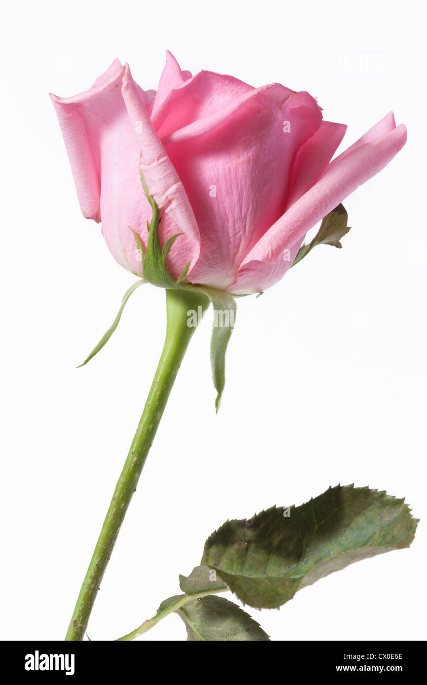 Pink rose on white background Stock Photo - Alamy