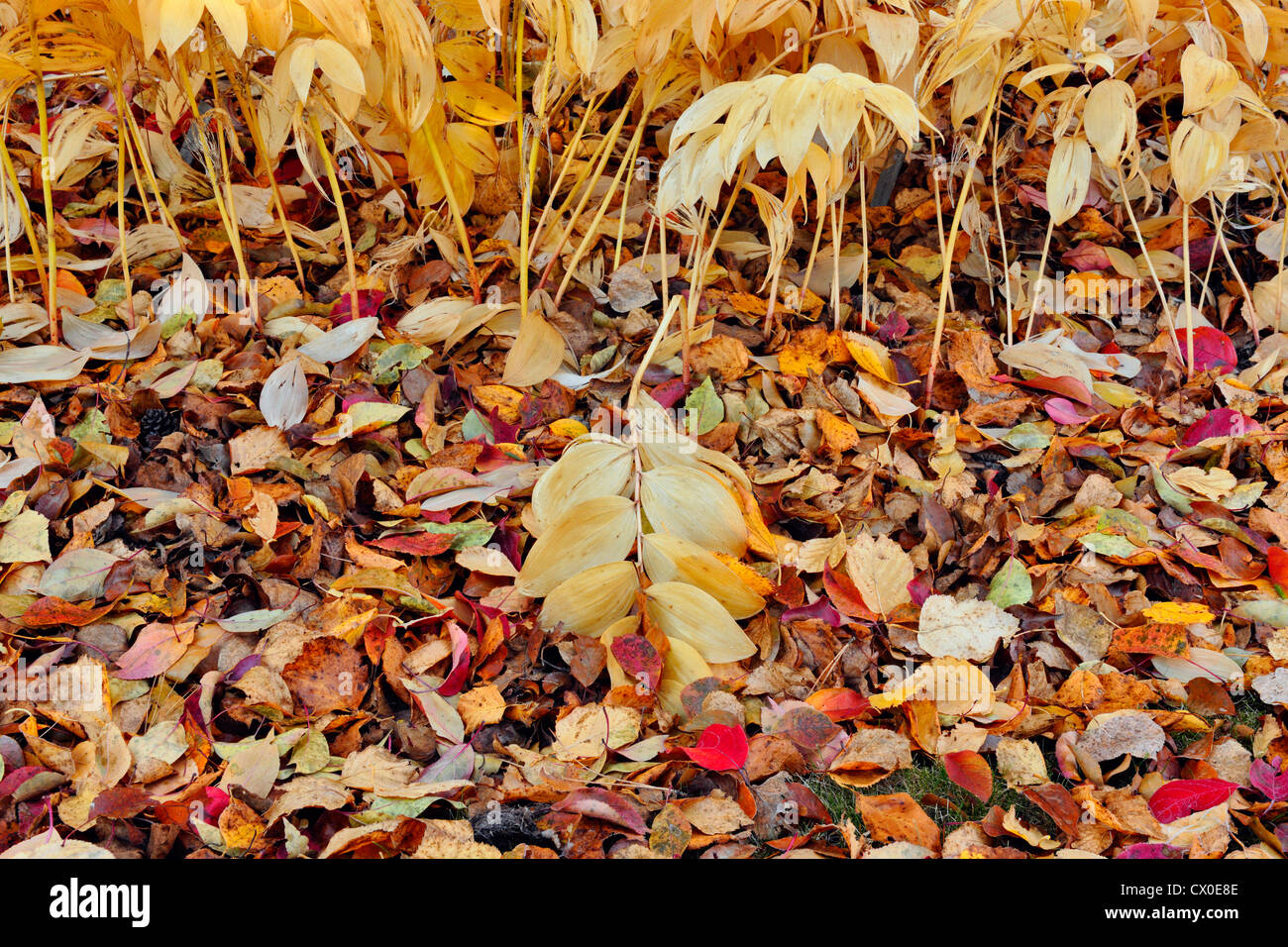 Solomon Seal leaves in autumn with fallen crabapple leaves, Greater ...