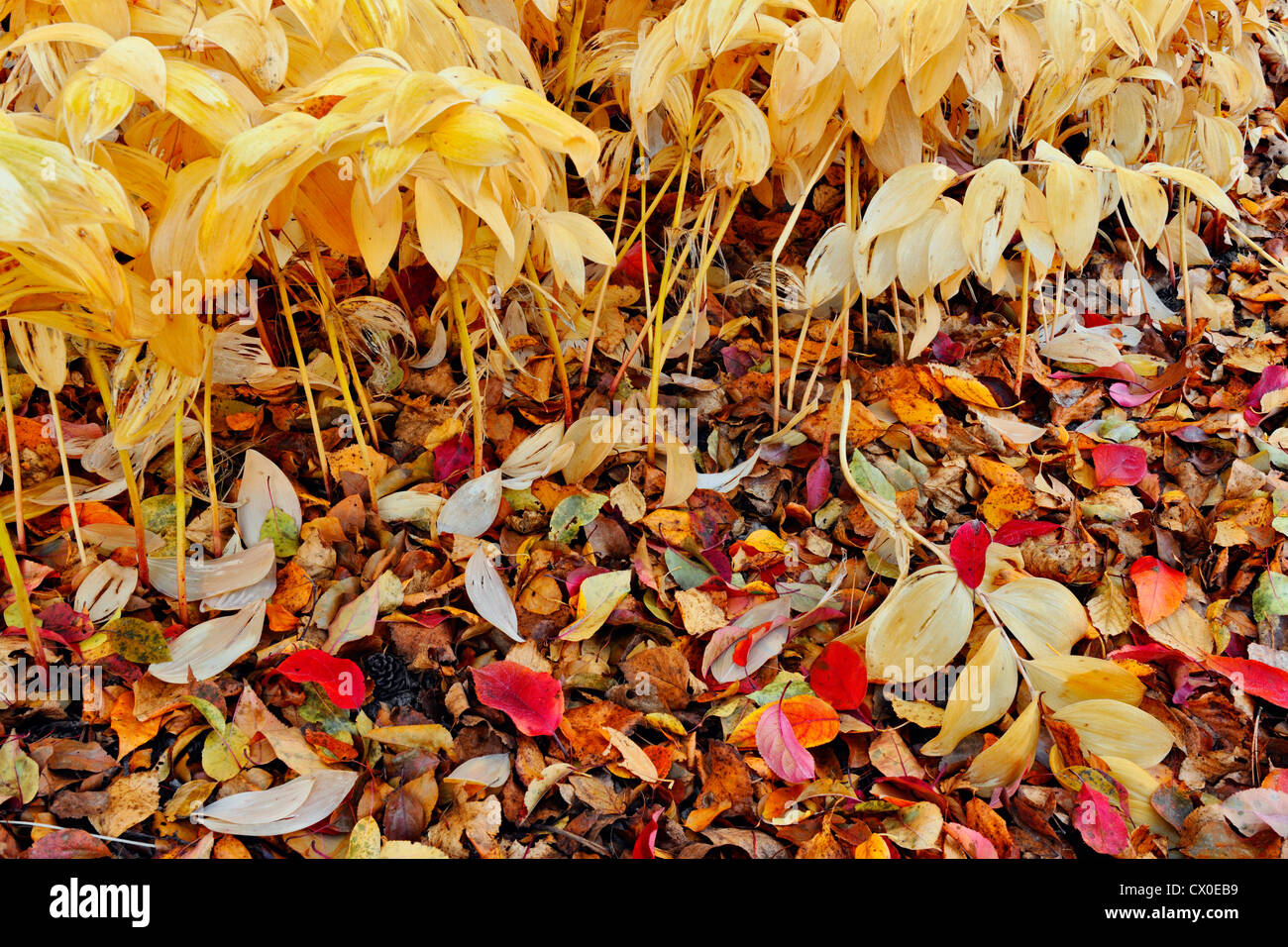 Solomon Seal leaves in autumn with fallen crabapple leaves, Greater ...