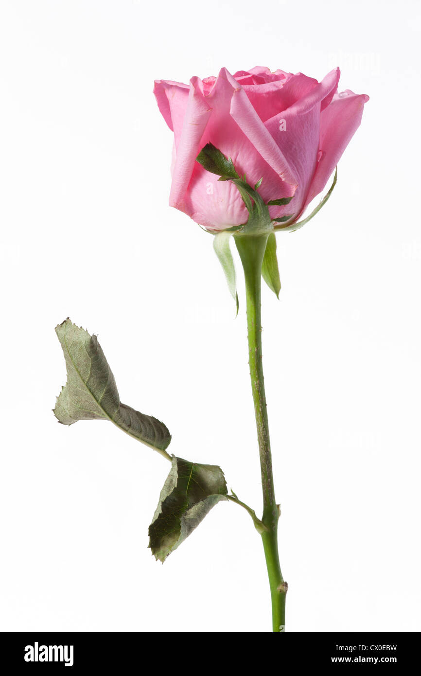 Pink rose on white background Stock Photo - Alamy