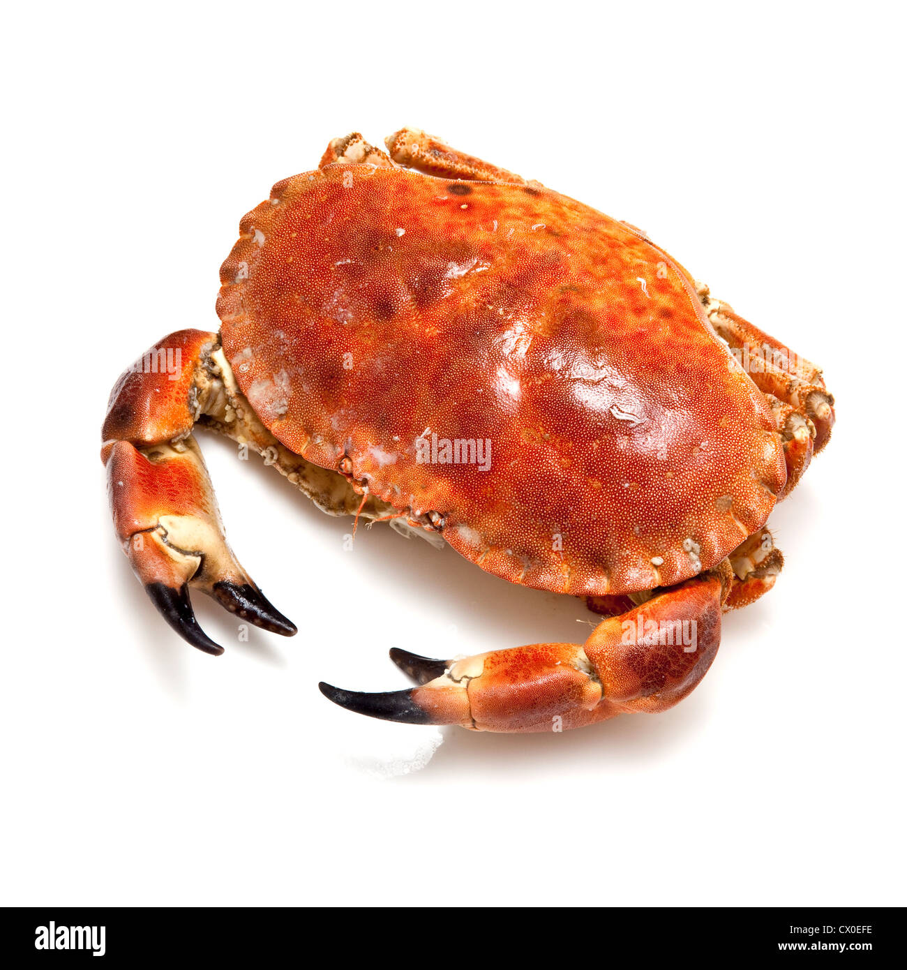Cooked edible brown crab from the Orkney Isles, isolated on a white ...