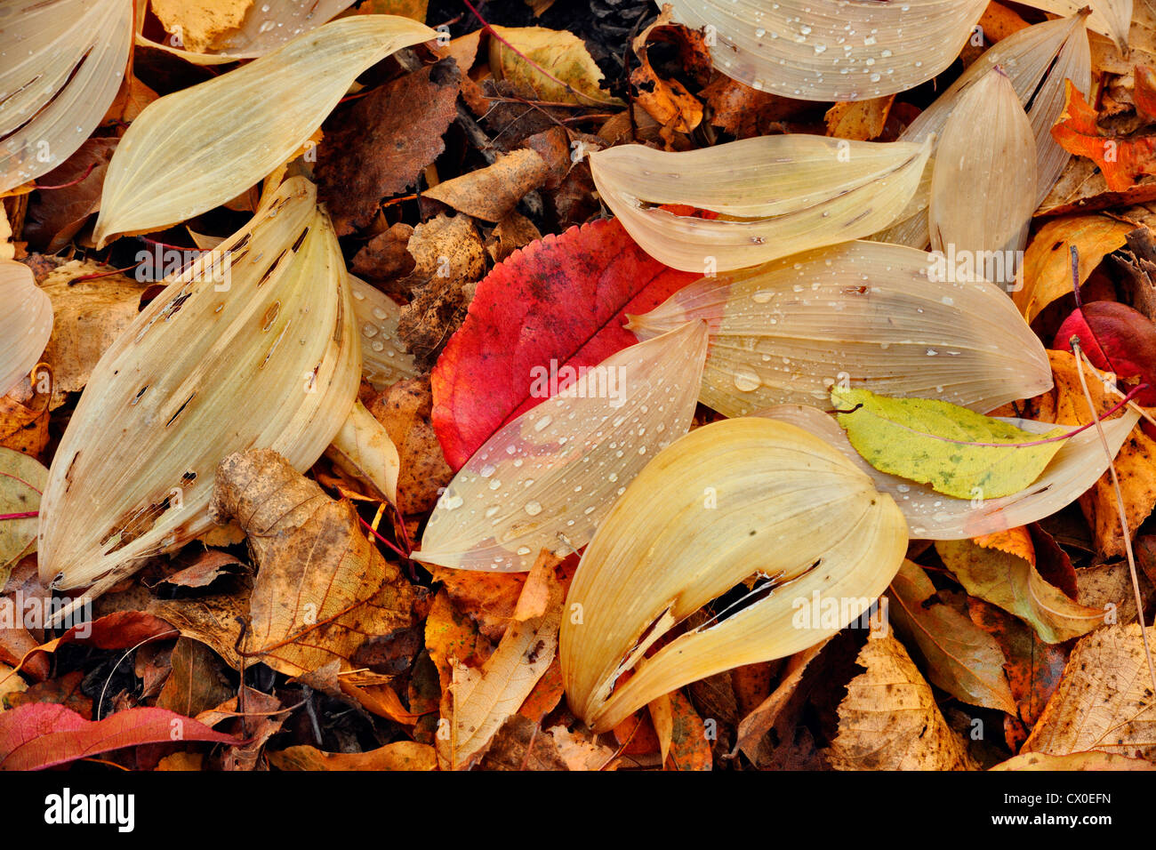 Solomon Seal leaves in autumn with fallen crabapple leaves, Greater ...