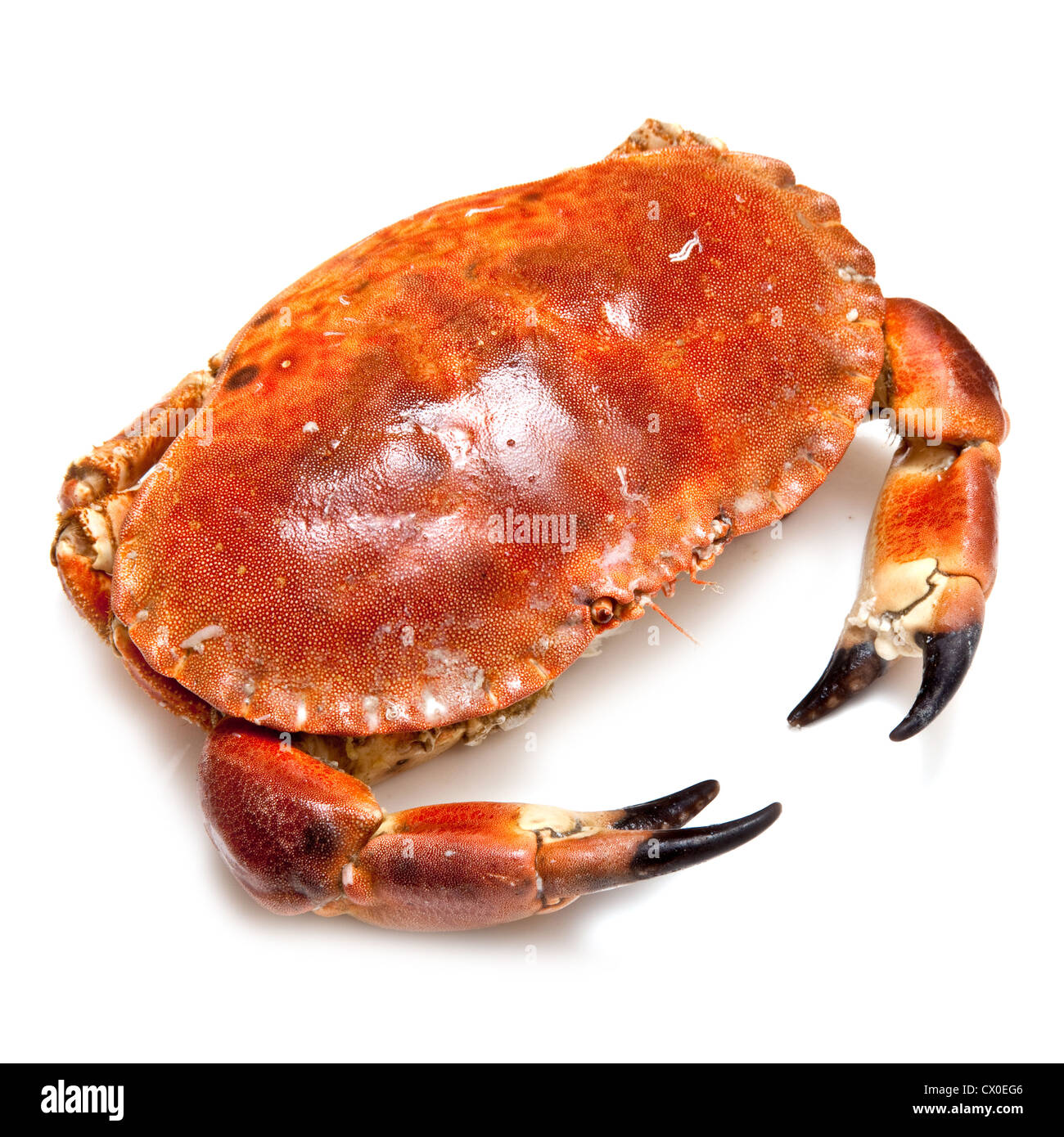 Cooked edible brown crab from the Orkney Isles, isolated on a white ...