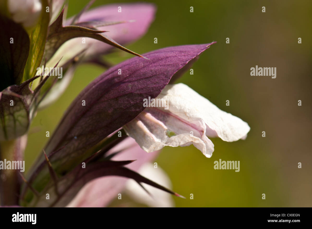 Bear's Breeches, Acanthus mollis, flower detail, September Stock Photo ...
